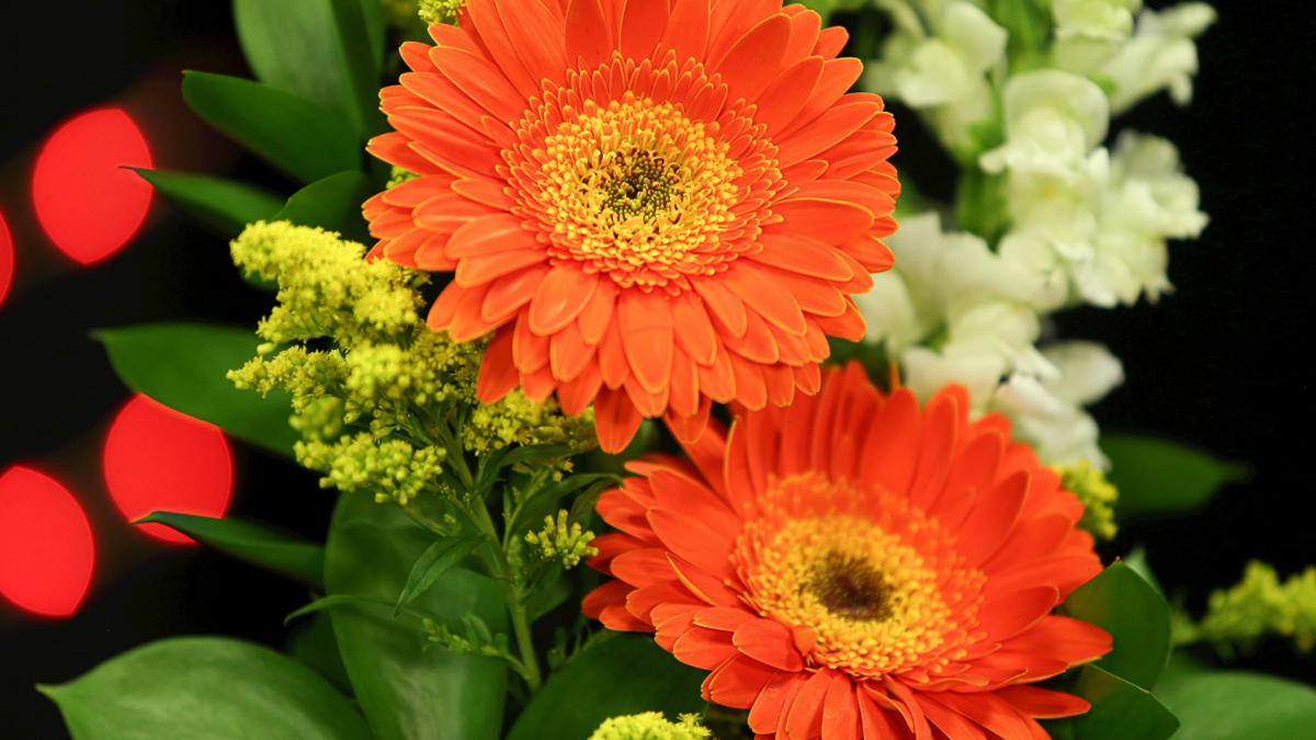 Fauna si flora Kammala